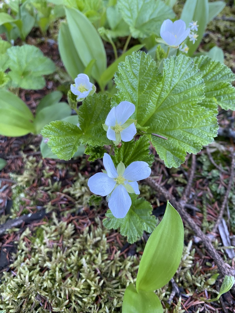 cloudberry from Range Road 224, AB, CA on June 08, 2020 at 08:24 PM by ...