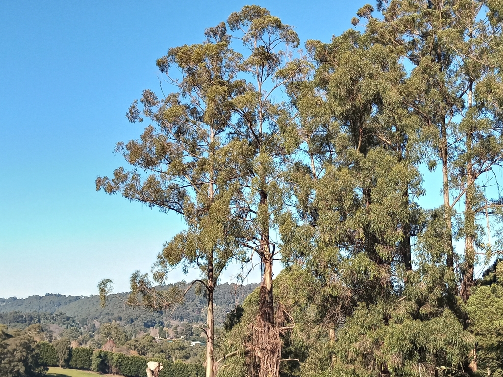 Australian Mountain Ash (Eucalyptus regnans) - Botanical Realm