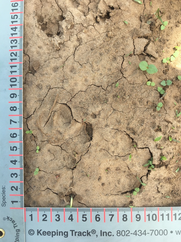 Bobcat from Santa Cruz, MX-SO, MX on June 05, 2020 at 12:38 PM by ...