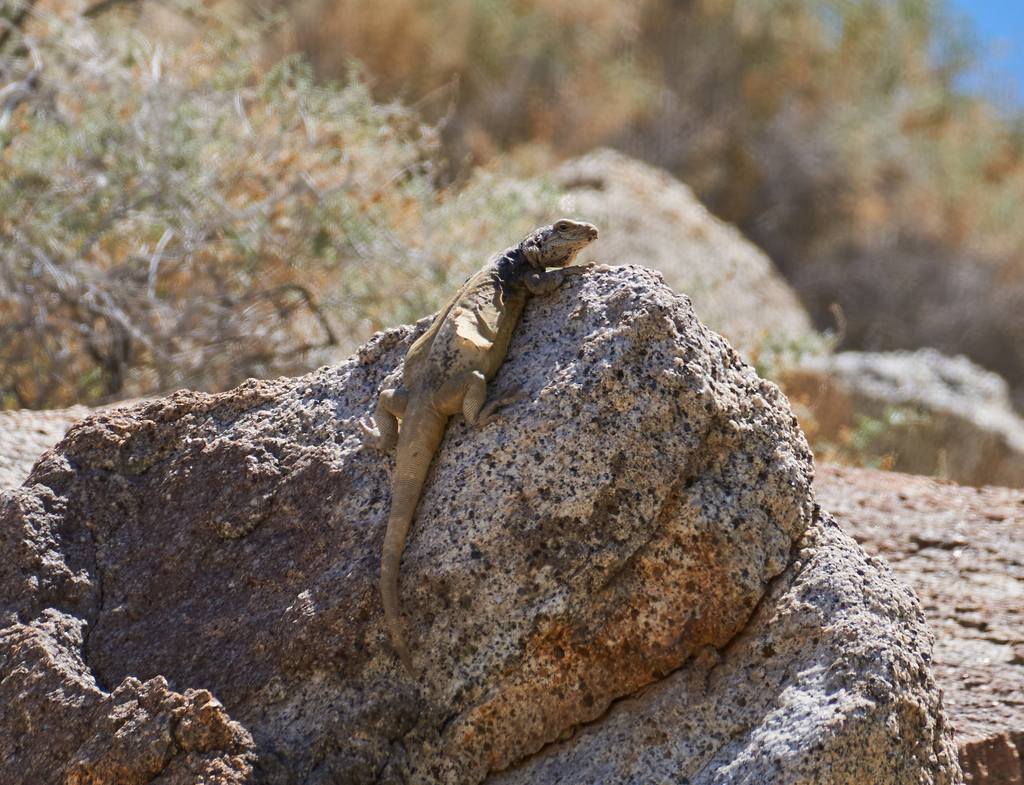 Common Chuckwalla from San Diego County, CA, USA on June 8, 2020 at 02: ...