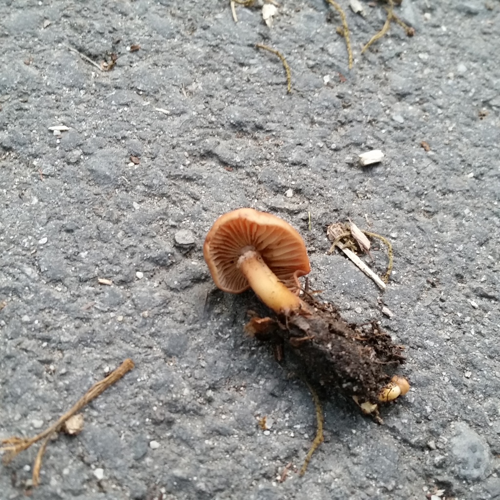 deceiver from Sunset, Boise, ID 83703, USA on June 8, 2020 at 08:53 PM ...