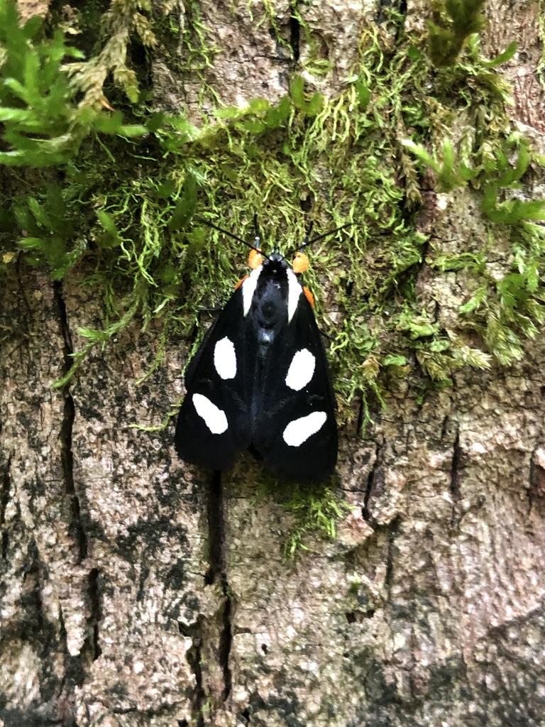 Eight-spotted Forester Moth from Great Smoky Mountains National Park ...