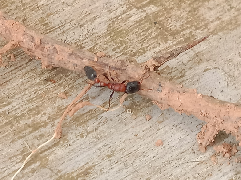 Arboreal Bicolored Slender Ant in June 2020 by Kevin S. Zebua · iNaturalist