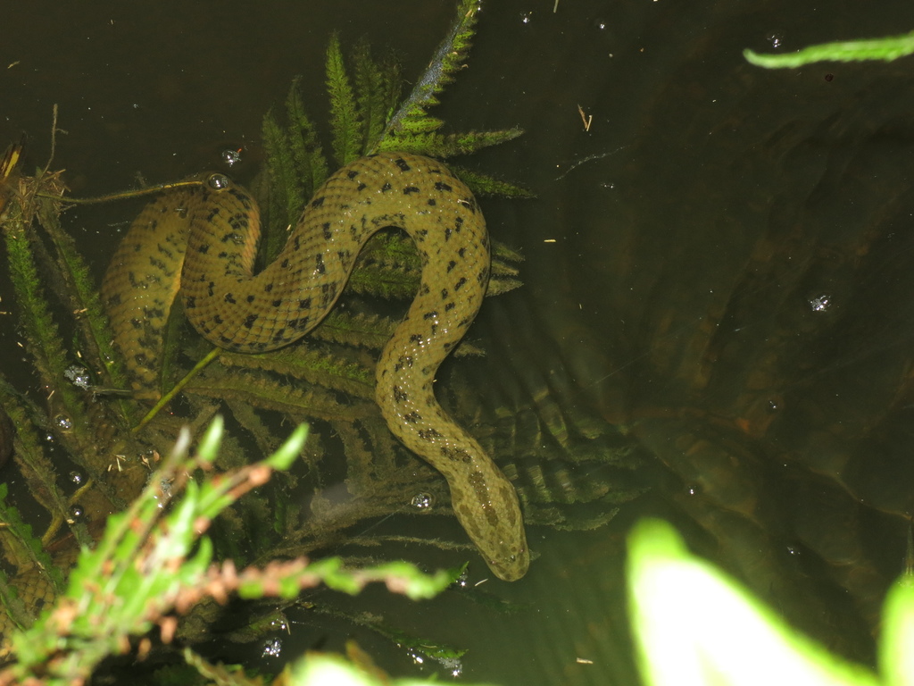 Chinese Water Snake from Sheung Shui, Hong Kong on May 28, 2020 at 10: ...