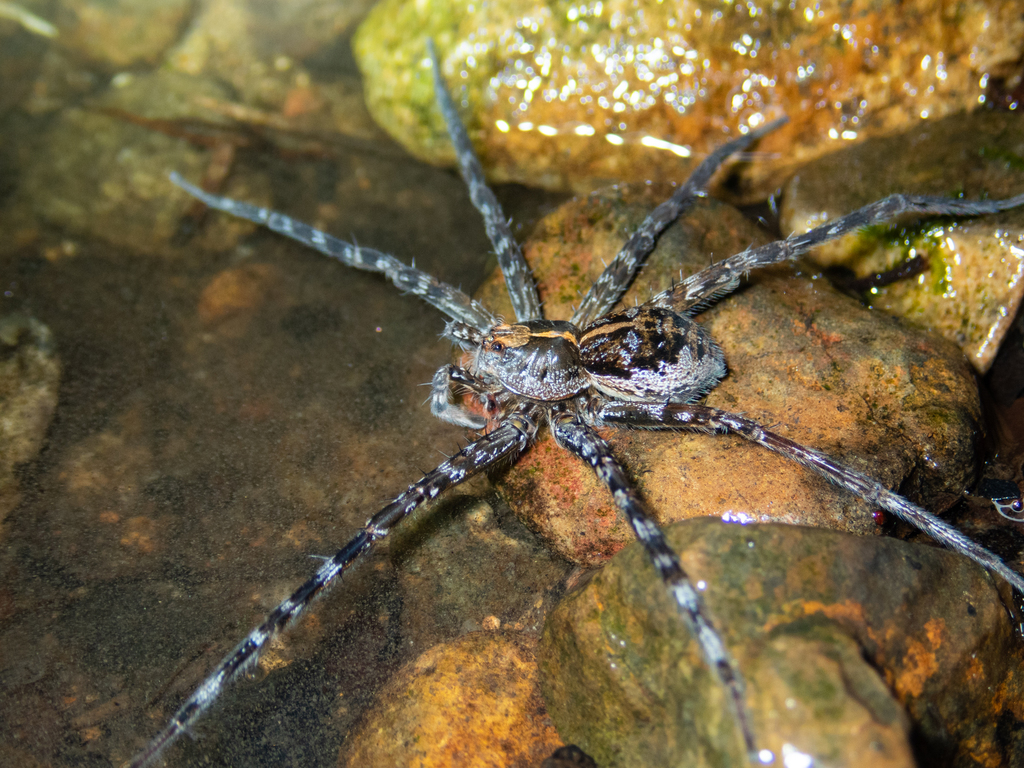 Dolomedes mizhoanus from Tsuen Wan, Hong Kong on May 22, 2020 at 09:36 ...