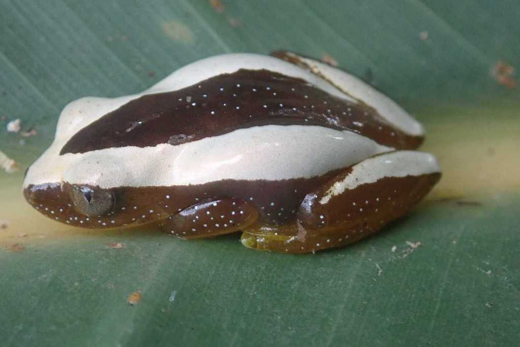 Fornasini's Spiny Reed Frog from Jakkalsbessie, Malelane, South Africa ...