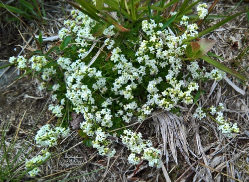Variety Galium saxatile saxatile · iNaturalist United Kingdom