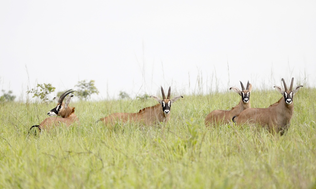Roan Antelope from Garamba, Haut-Uele, CD-HC, CD on June 09, 2020 at 07 ...