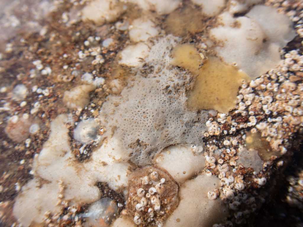 Clathrina coriacea from Ards, Northern Ireland, United Kingdom on June ...