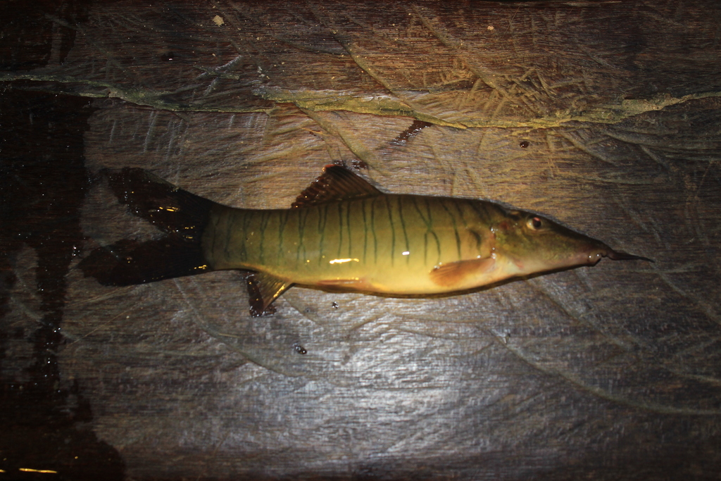 Green Tiger Loach from Kampar Regency, Riau, Indonesia on August 29 ...