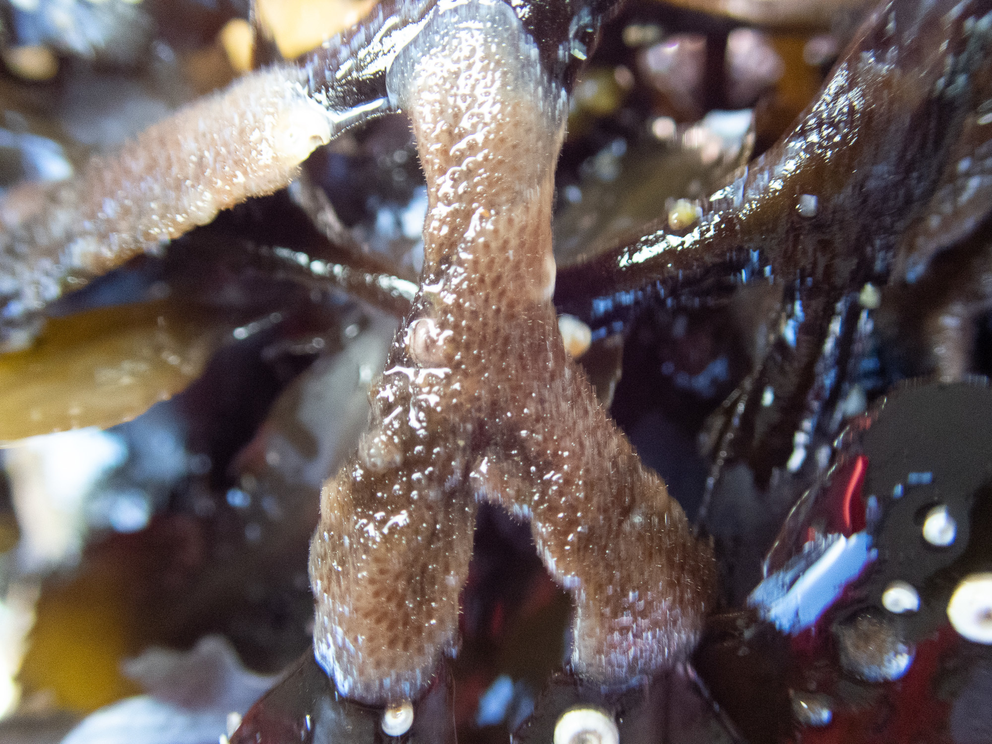 Flustrellidra hispida (Fabricius, 1780)