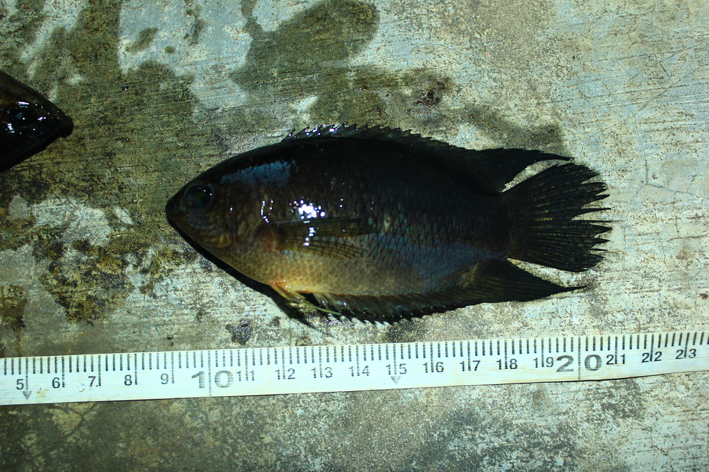 Malay Combtail Gourami (Belontia hasselti) - Marine Life Identification