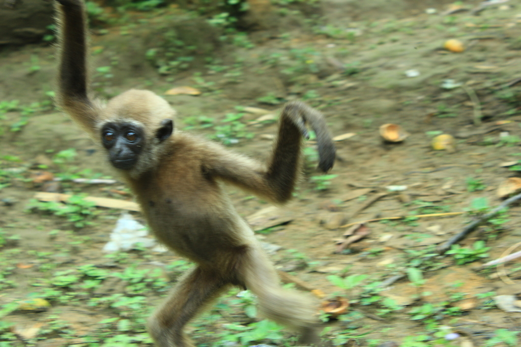 Agile Gibbon in April 2016 by Irfan Nurarifin · iNaturalist