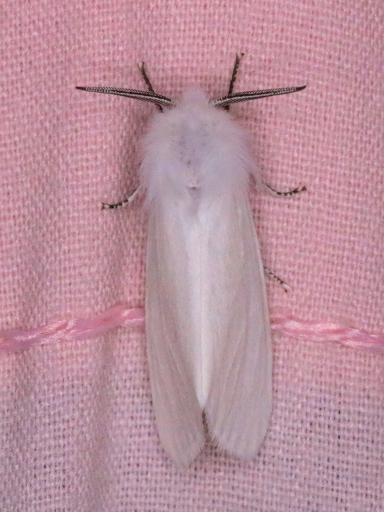 Fall Webworm Moth from Maison Saint-Augustin on June 07, 2020 at 11:30 ...