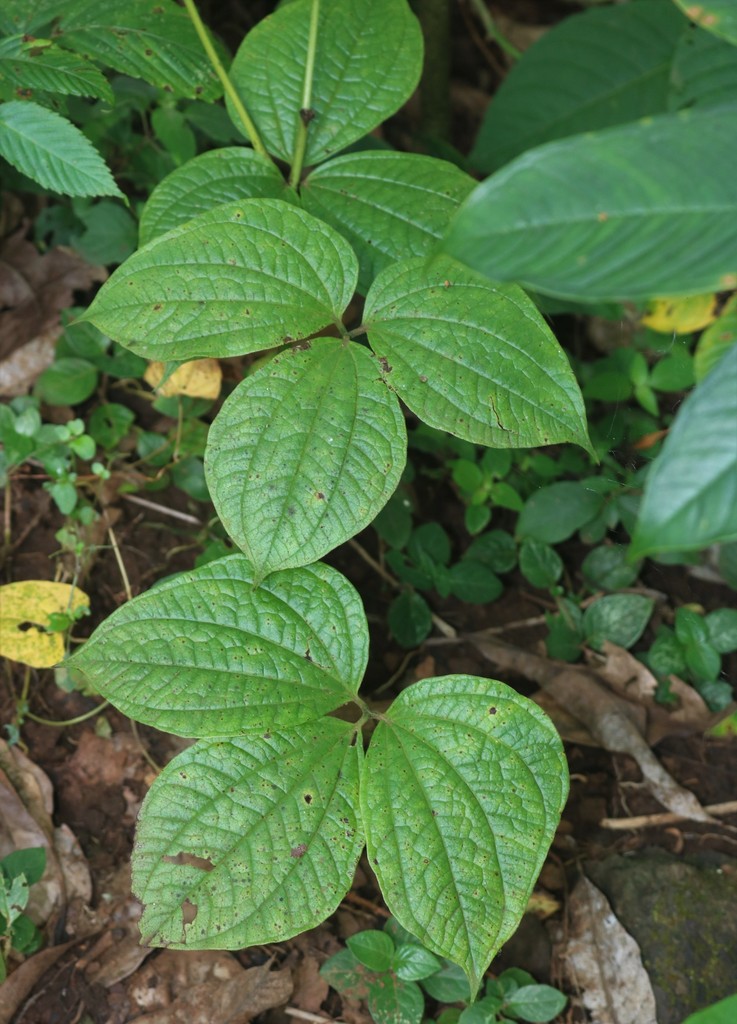 Indian Three-leaved Yam from Pangrad, Maharashtra, India on October 03 ...