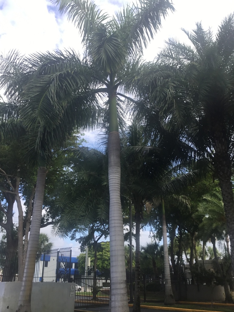 Royal Palm from NE 121st St, North Miami, FL, US on June 09, 2020 at 09 ...