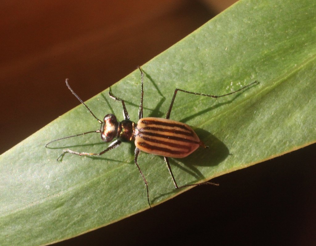 Euzona gilesi from Balla Balla WA 6714, Australia on June 5, 2010 by ...