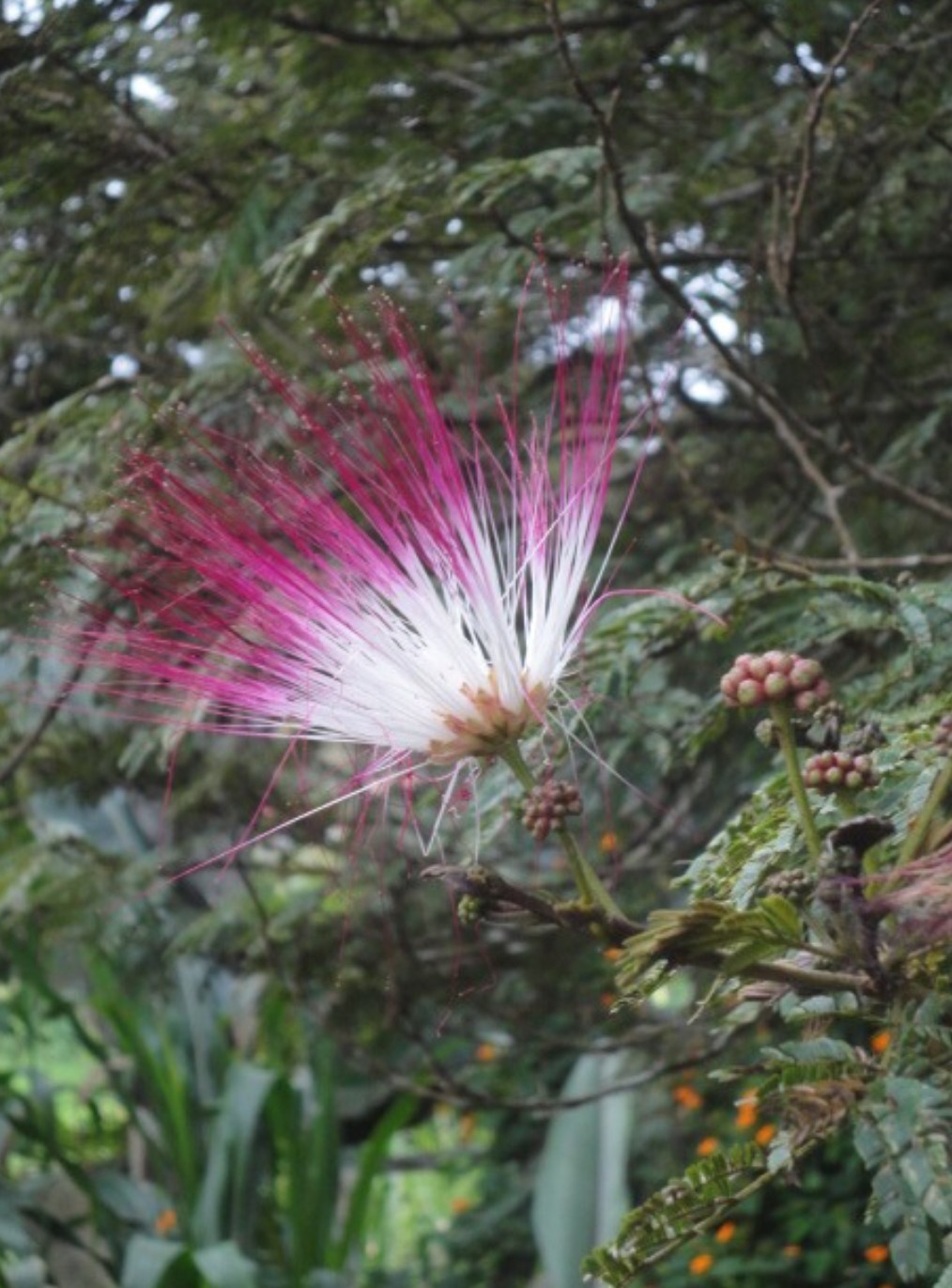 Calliandra pittieri Standl.