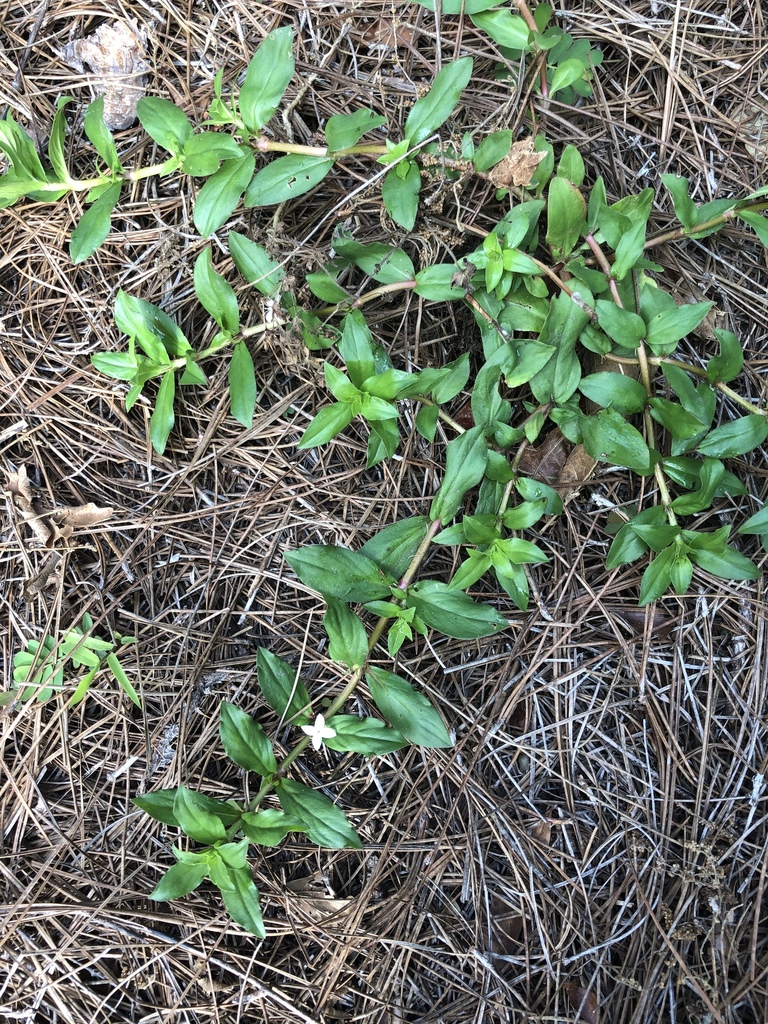 buttonweed from S College St, Auburn, AL, US on June 09, 2020 at 08:44 ...