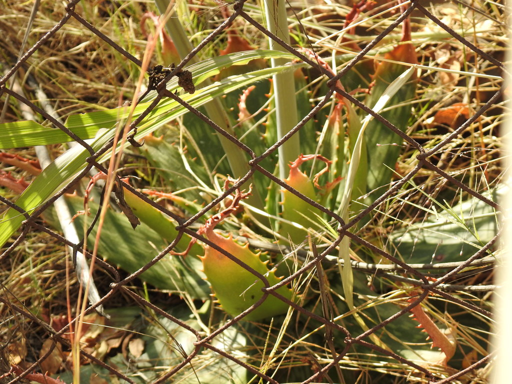 spotted aloe from Cradle Moon Lakeside Lodge, Muldersdrift, Gauteng on ...
