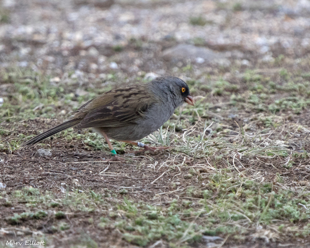 Volcano Junco from San José Province, San José, Costa Rica on April 12 ...