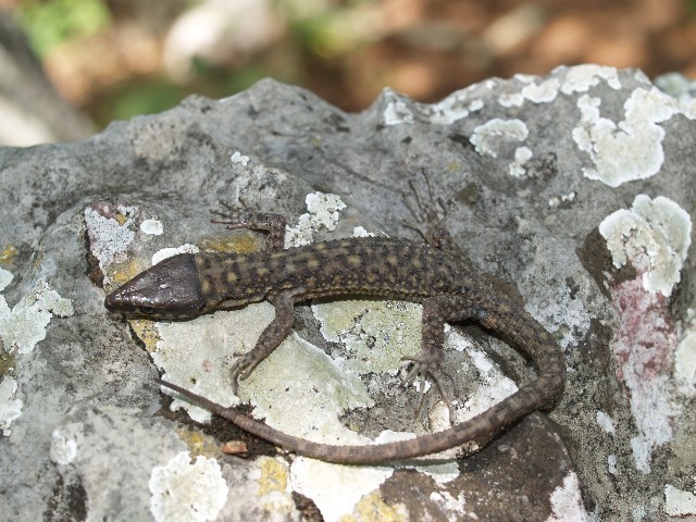Yellow Spotted Tropical Night Lizard Size
