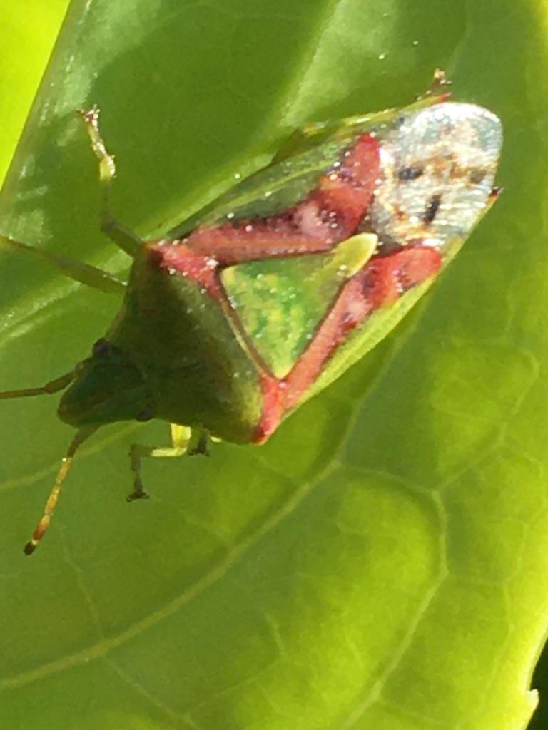 Juniper Shield Bug from Bolesława Chrobrego, Ustronie Morskie ...