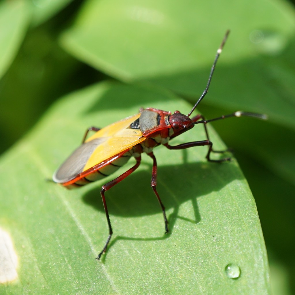 Cotton Stainer Bugs from Antonio Cervetti 400-448, El Jagüel, Provincia ...