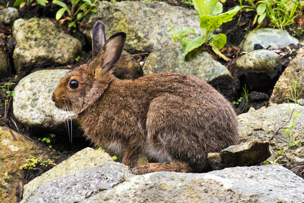 Lagomorphs (Lagomorpha) - Know Your Mammals