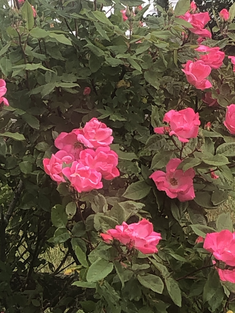 roses from Mathewson Rd, Barrington, RI, US on June 7, 2020 at 09:40 AM ...