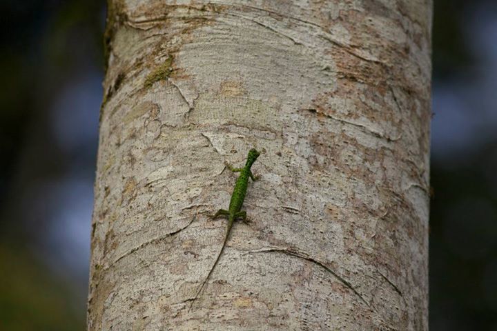 Bartlett’s Flying Dragon (Draco cornutus) - Snakes and Lizards