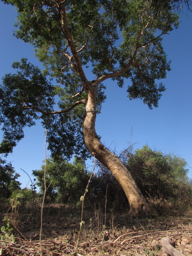 Palo joso (Paleta Vegetal de Hermosillo) · iNaturalist