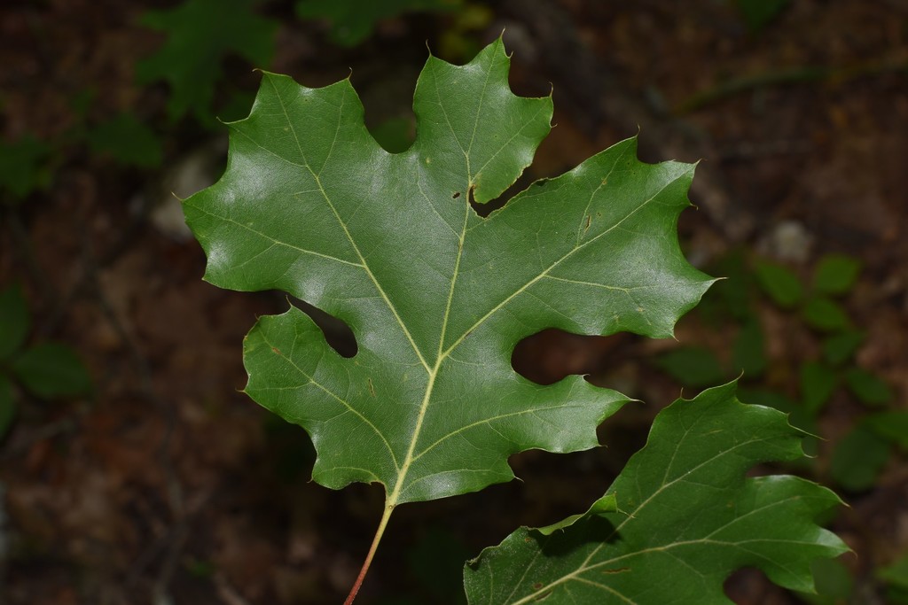 Mapleleaf Oak (Flowering Trees of Appalachia) · iNaturalist