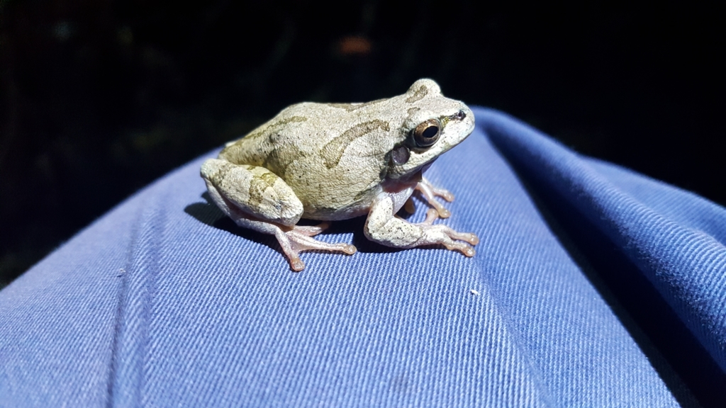 Japanese Tree Frog from Shenyang, CN-LN, CN on May 12, 2017 at 09:25 PM ...