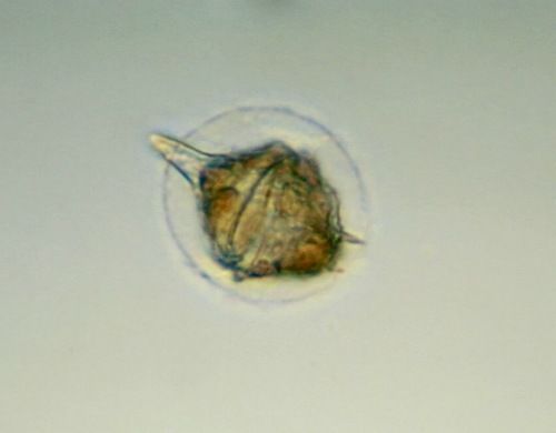 Genus Amylax · iNaturalist