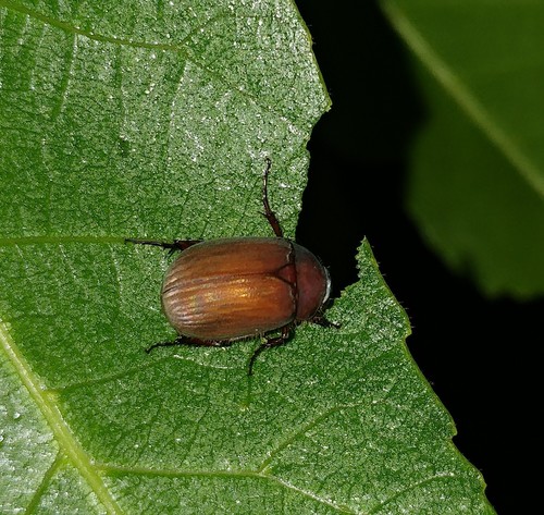 Khomeini Beetle (Maladera insanabilis) · iNaturalist