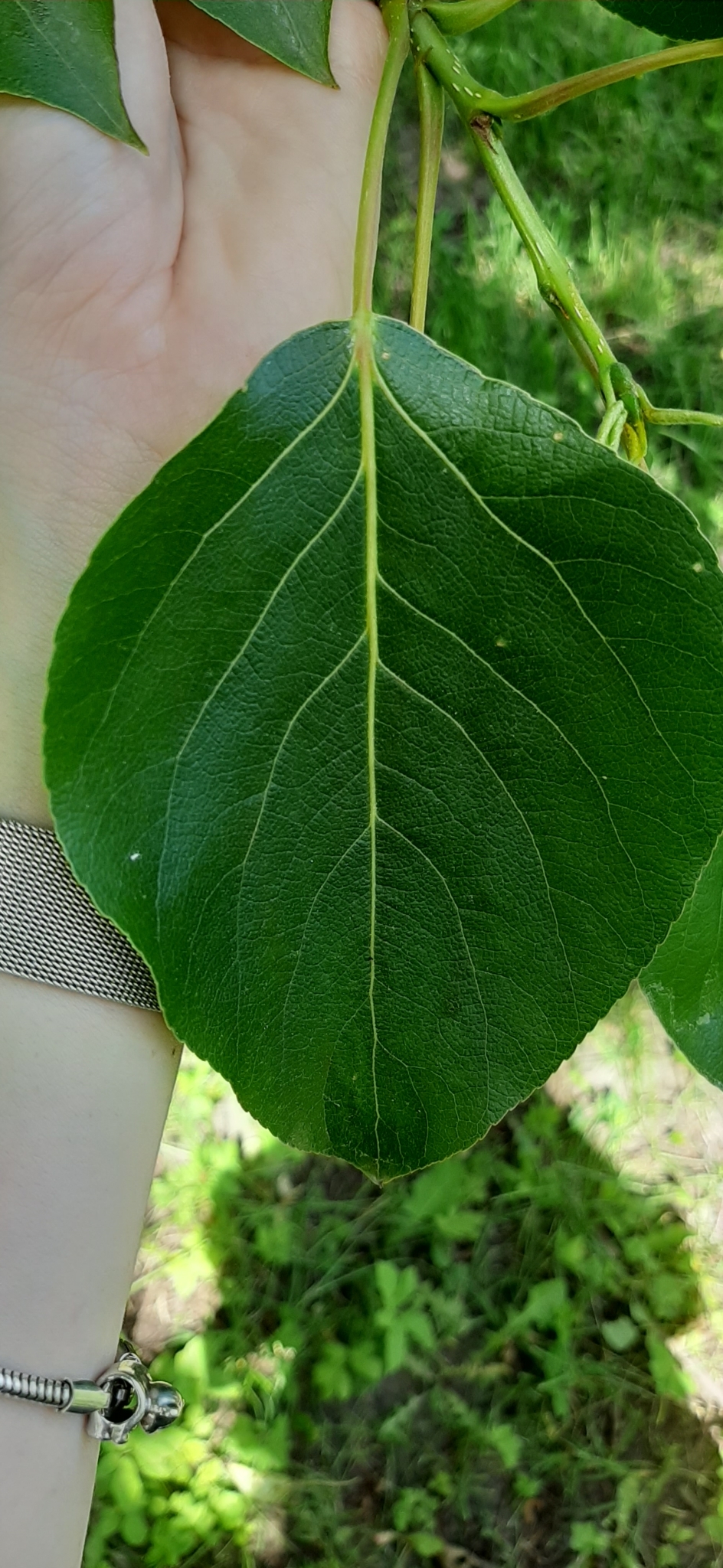 Populus ×jackii Sarg.