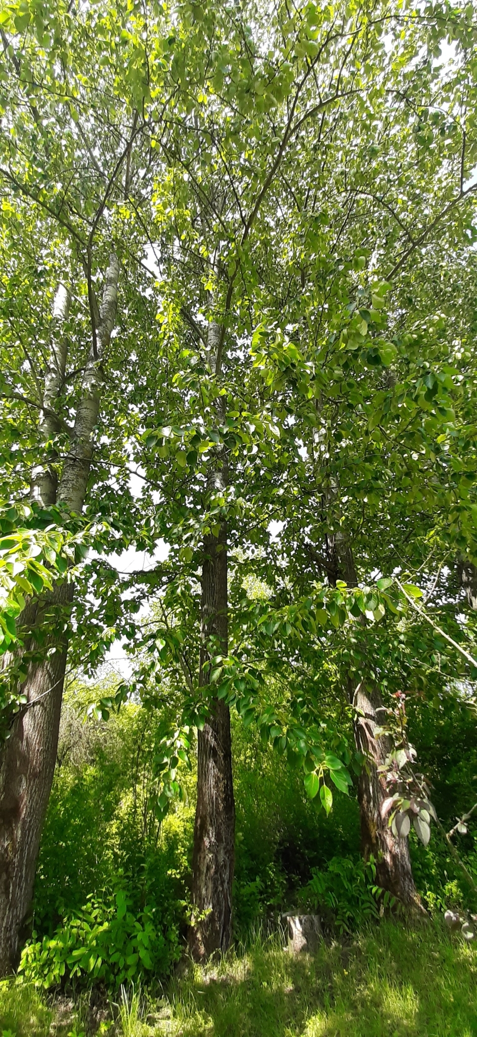 Populus ×jackii Sarg.