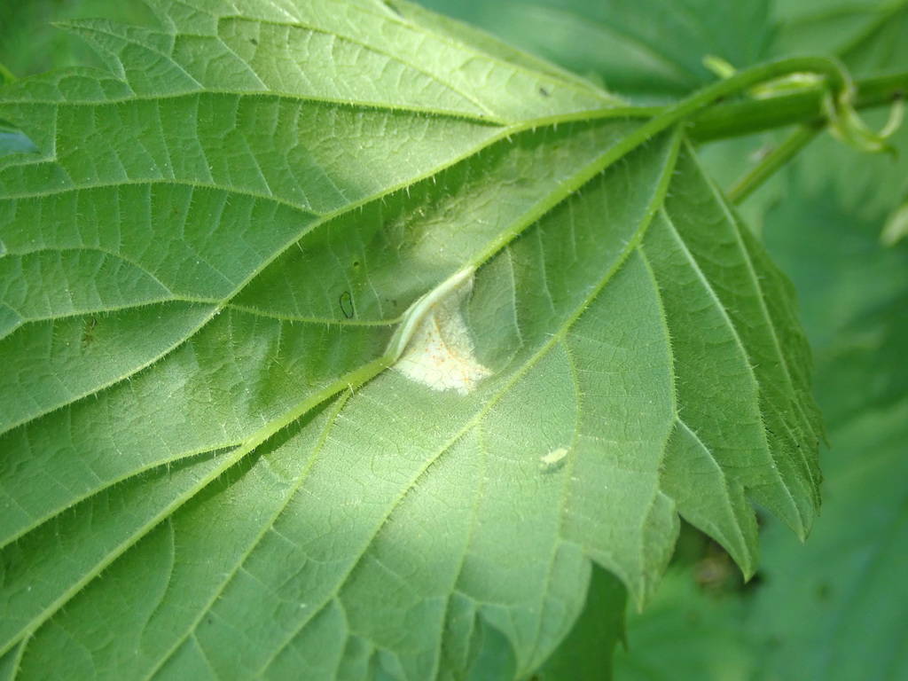 Nettle Clustercup Rust fungus from Širvintų r. sav., Lietuva on June 08 ...