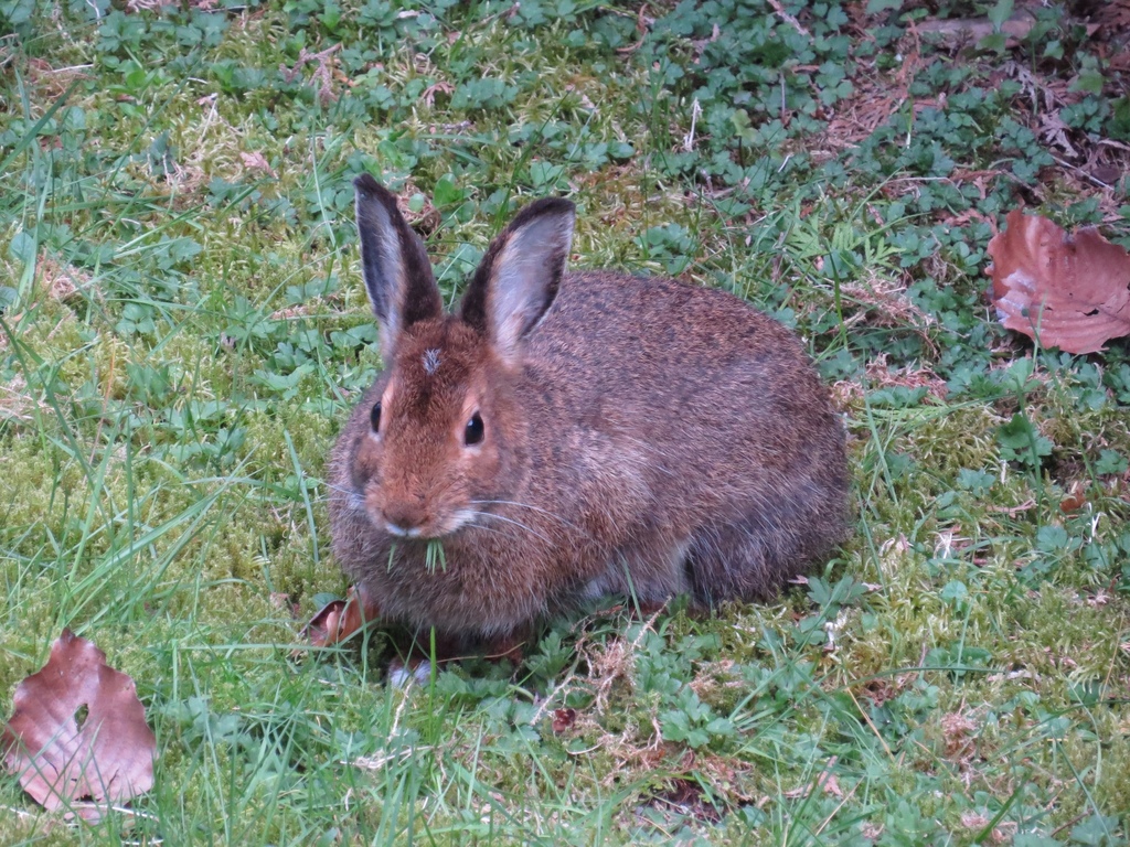 Washington Snowshoe Hare (Lepus americanus washingtonii) - Know Your ...