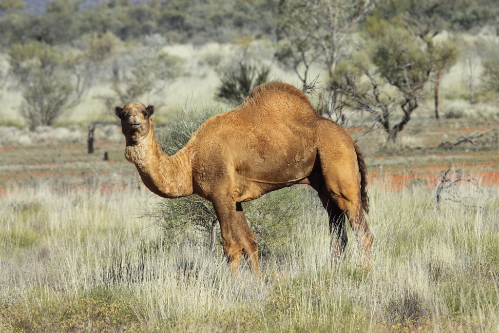 Dromedary Camel from Petermann NT 0872, Australia on September 1, 2010 ...