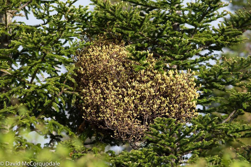 fir broom rust from Richmond, Nova Scotia, Canada on June 09, 2020 at ...