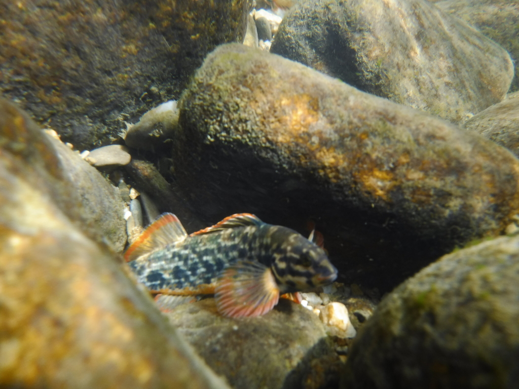 Redline Darter in June 2020 by hickster3fork33. Behind Laurel School ...