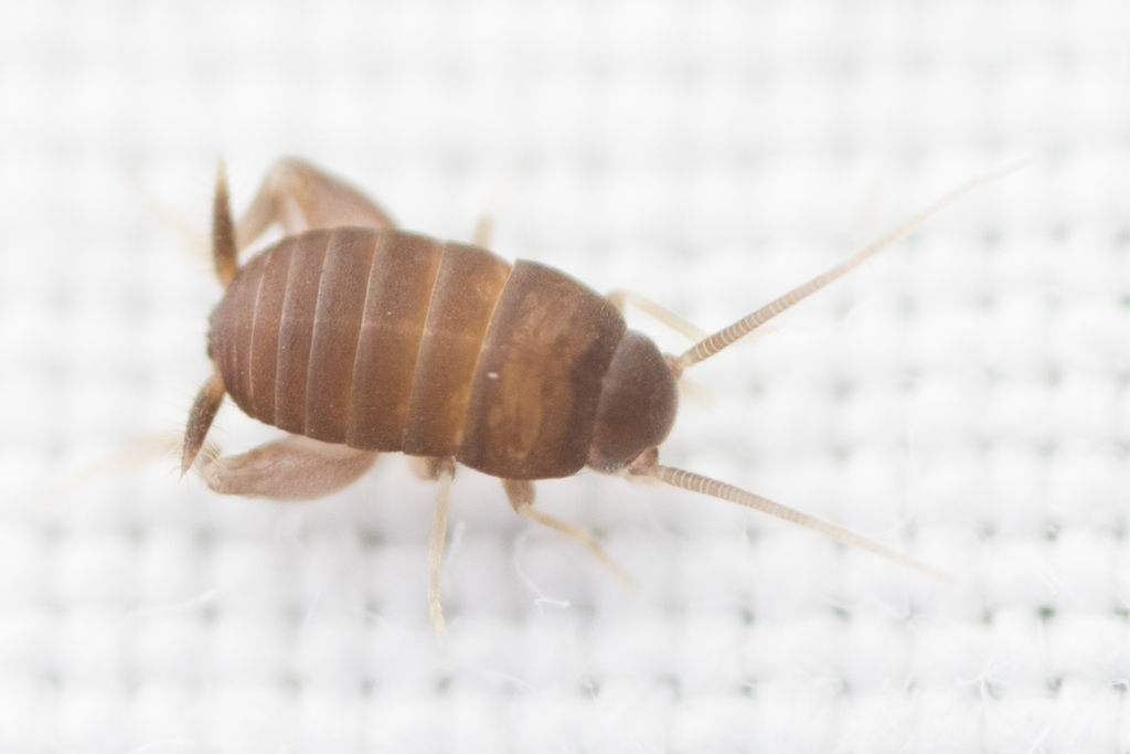 West Coast Ant Cricket (Invertebrates of Mt. Tabor) · iNaturalist