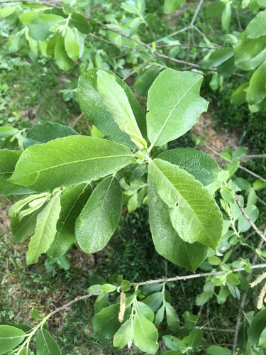 Observations by rwdvm · iNaturalist