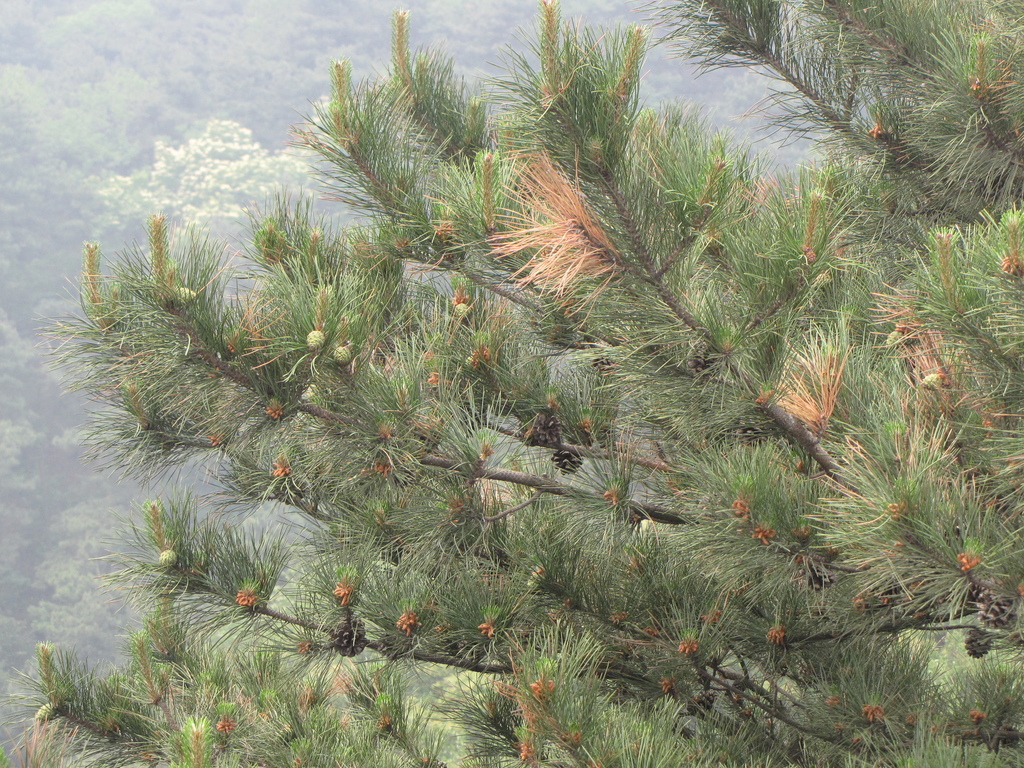 Chinese red pine from Yanqing District, Beijing, China on June 06, 2012 ...