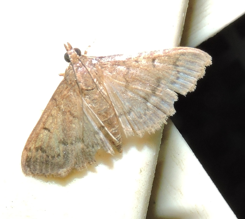 Grass Webworm Moth from Cundletown NSW 2430, Australia on April 24 ...