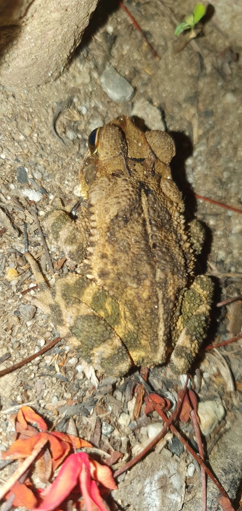 Central American Gulf Coast Toad from Tela, Honduras on August 03, 2019 ...