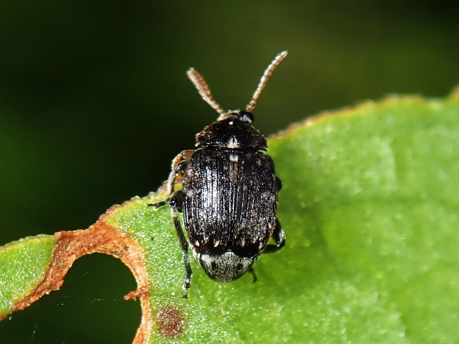 Bruchus brachialis Fåhraeus, 1839