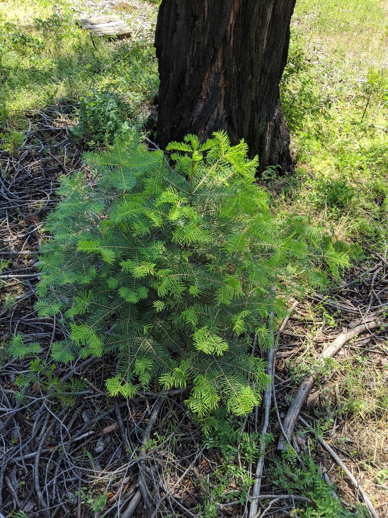 white fir from San Diego County, CA, USA on June 7, 2020 at 01:35 PM by ...